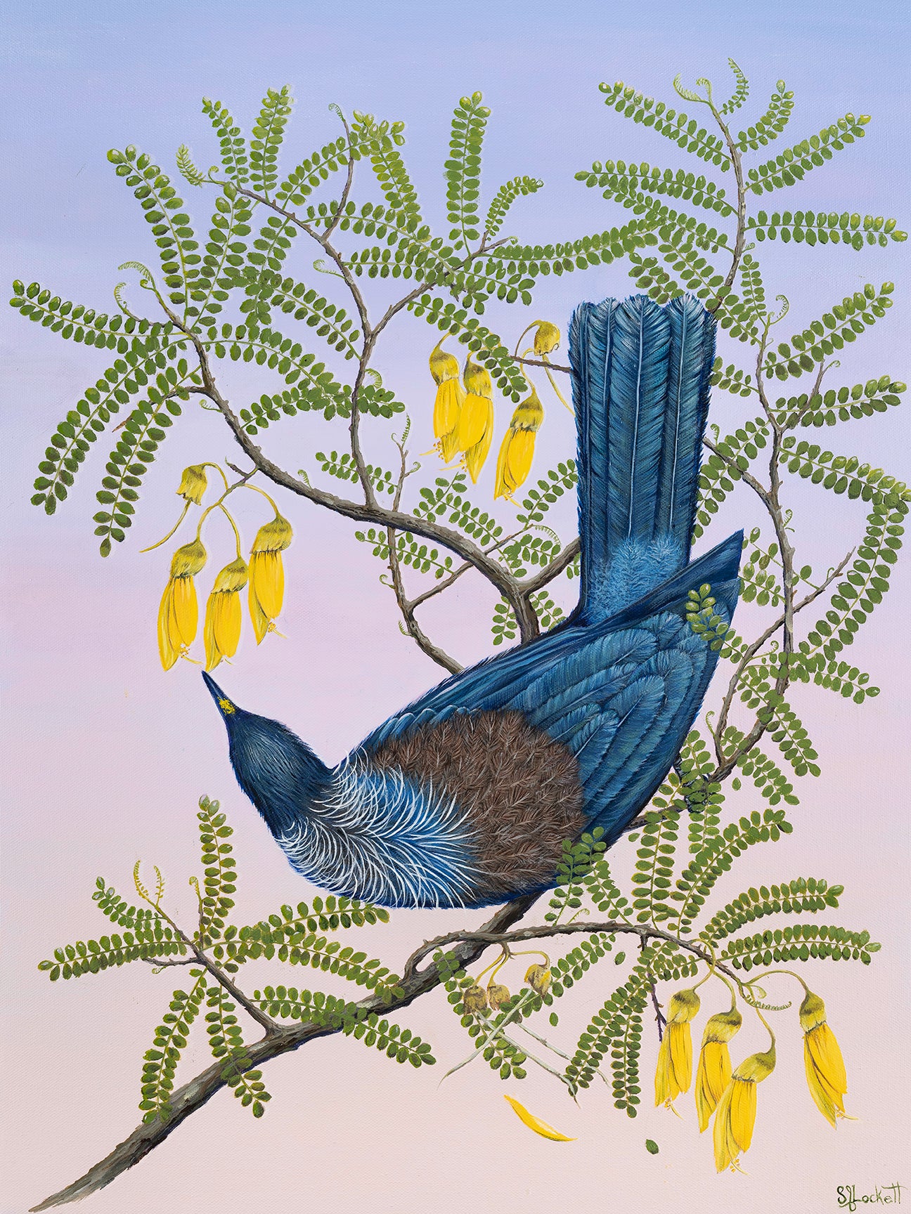 Tui At First Light Open Edition Print by Sue Lockett