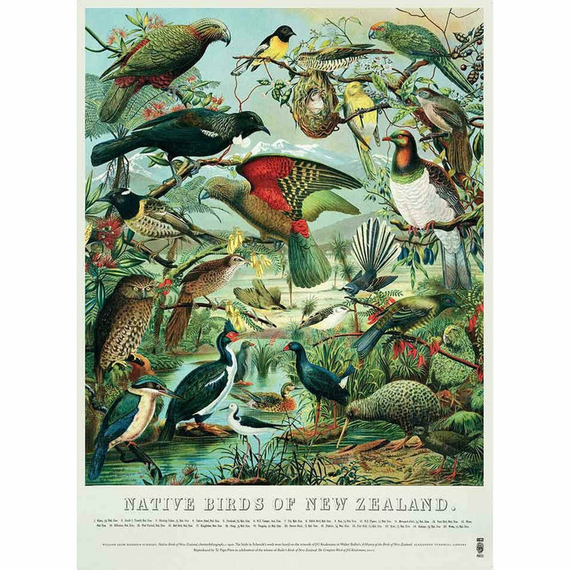 Native Birds Of New Zealand Poster – Next Door Gallery